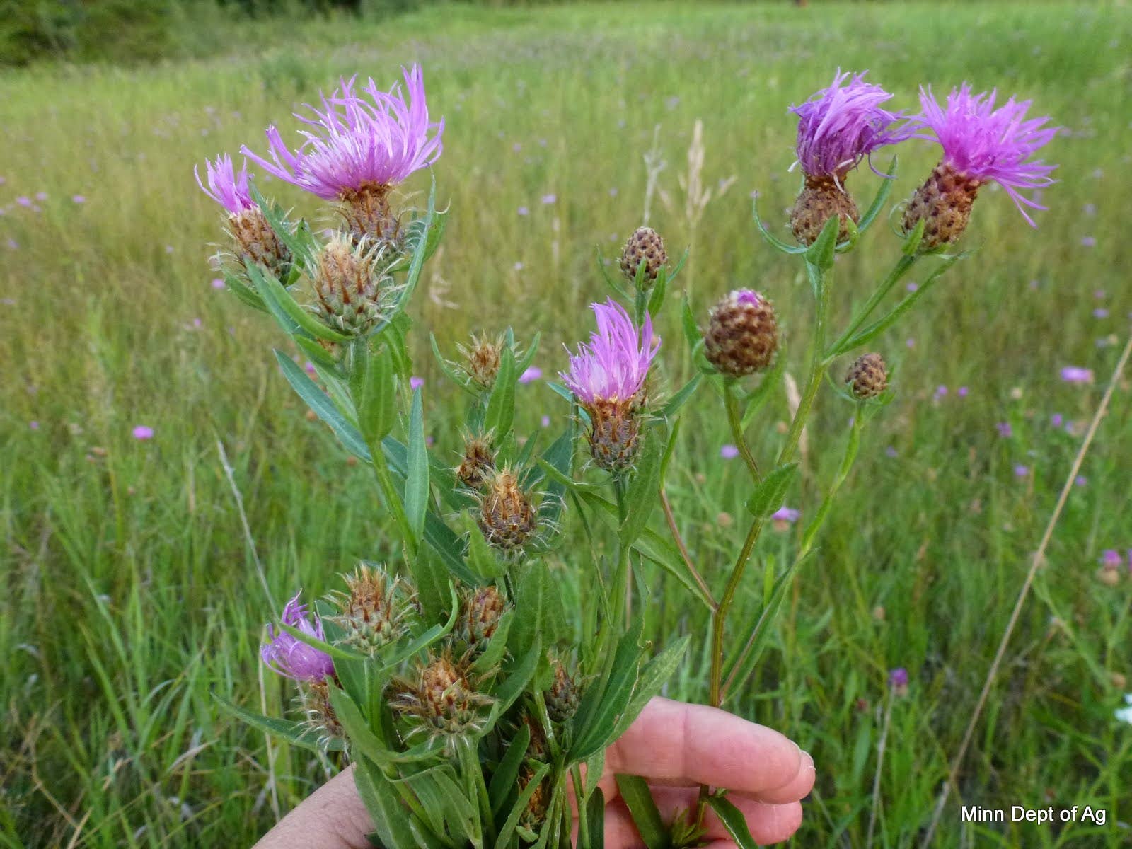 6 dangerous weeds were confirmed in new areas of Minnesota in 2020 ...