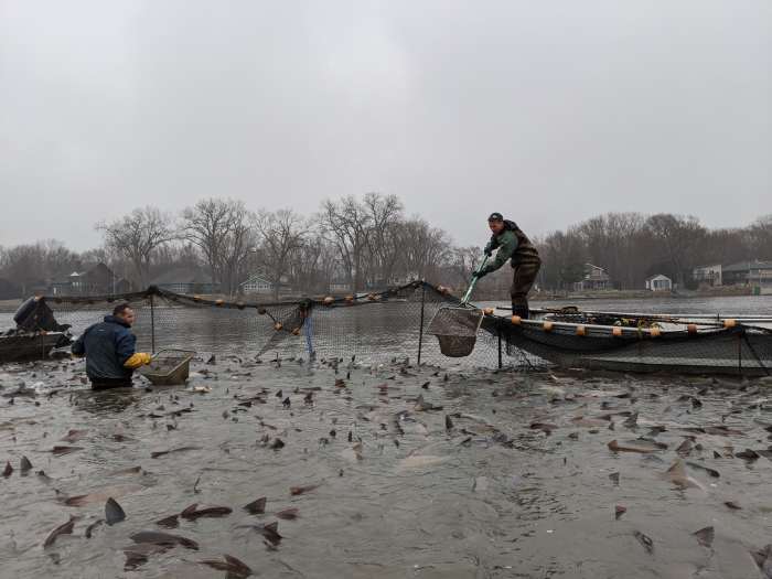 DNR nets largest haul of invasive carp 'this far upstream' in ...