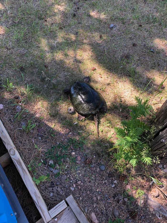 Snapping turtle has the worst day of its life in Minnesota - Bring Me ...