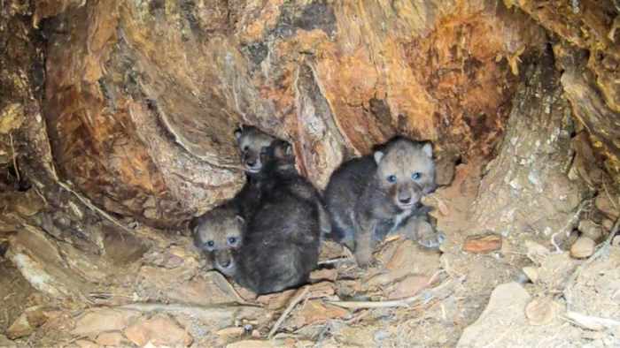 Watch: Researchers in Minnesota capture a baby wolf's first howl ...