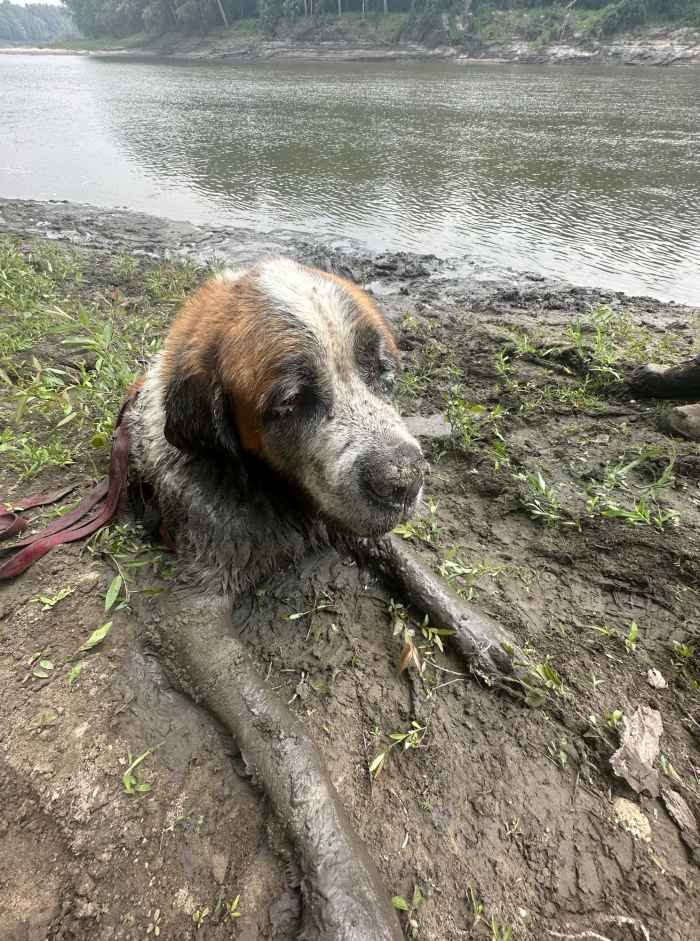 Missing dog stuck in mud overnight rescued from Carver County river ...