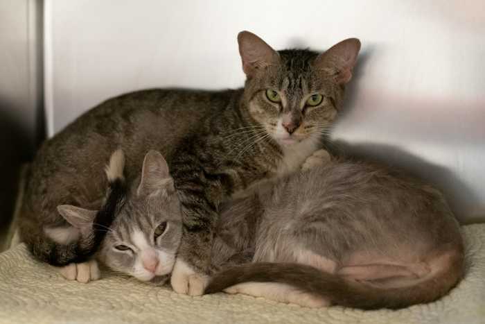 47 cats rescued from vehicle at rest stop in Harris, Minnesota - Bring ...