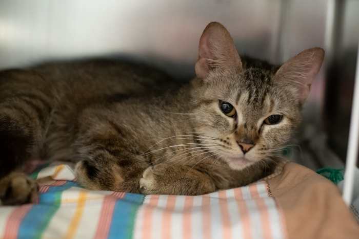 47 cats rescued from vehicle at rest stop in Harris, Minnesota - Bring ...