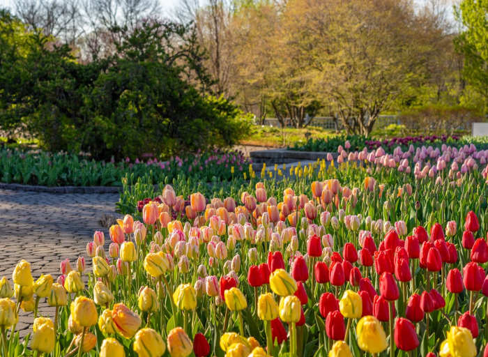 40,000 tulips make their showy appearance at the Arboretum - Bring Me ...