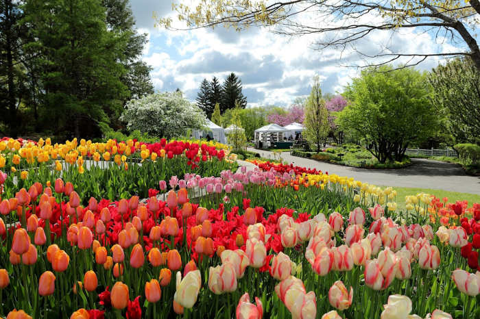 40,000 tulips make their showy appearance at the Arboretum - Bring Me ...