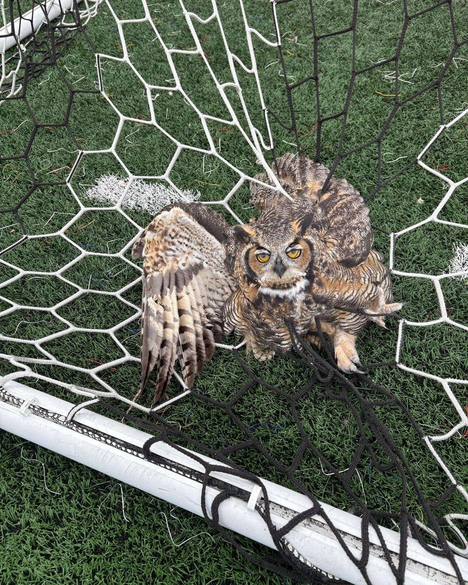 Raptor Center warns that birds are getting caught in soccer nets ...