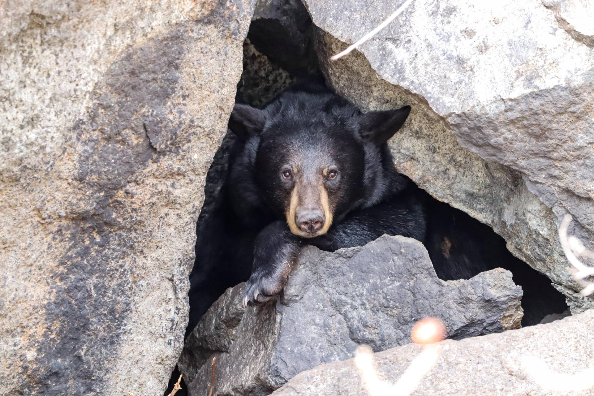 'Big momma and 2 cubs': Bear's den spotted in Duluth - Bring Me The News