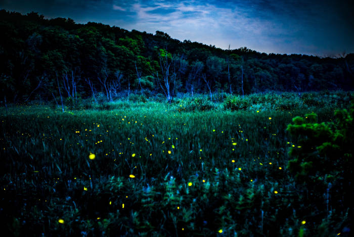 Firefly viewing parties offer unique way to see lightning bugs at the Arboretum - Bring Me The News