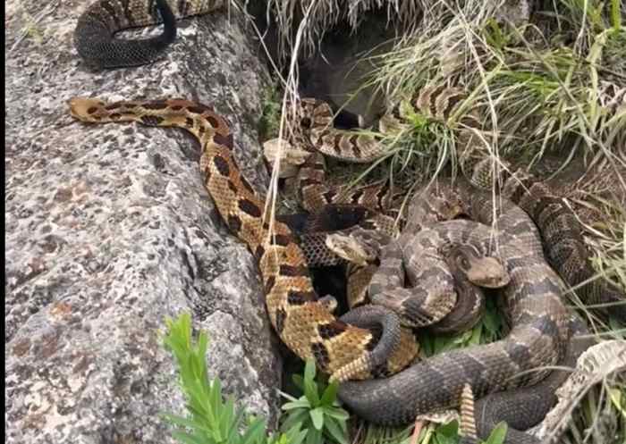 Watch: DNR staff find den of timber rattlesnakes in Minnesota - Bring Me The News