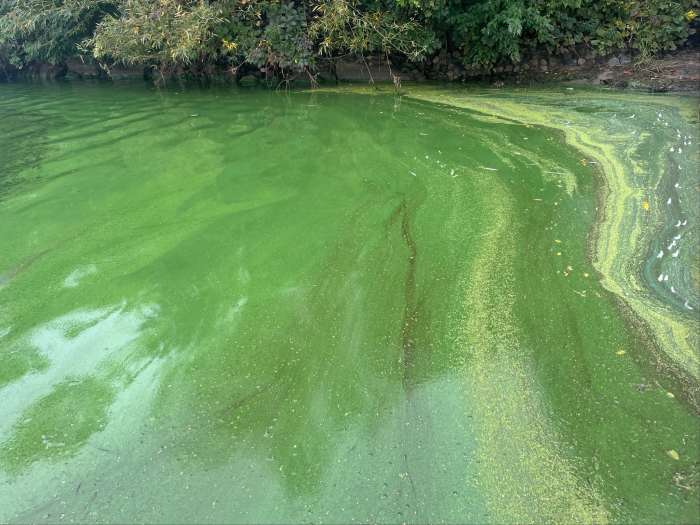 Potentially toxic algal bloom found on popular Plymouth lake - Bring Me ...