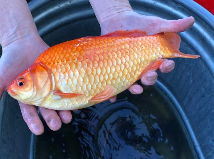 Goldfish discarded in Edina lake become food for Minnesota Zoo animals ...