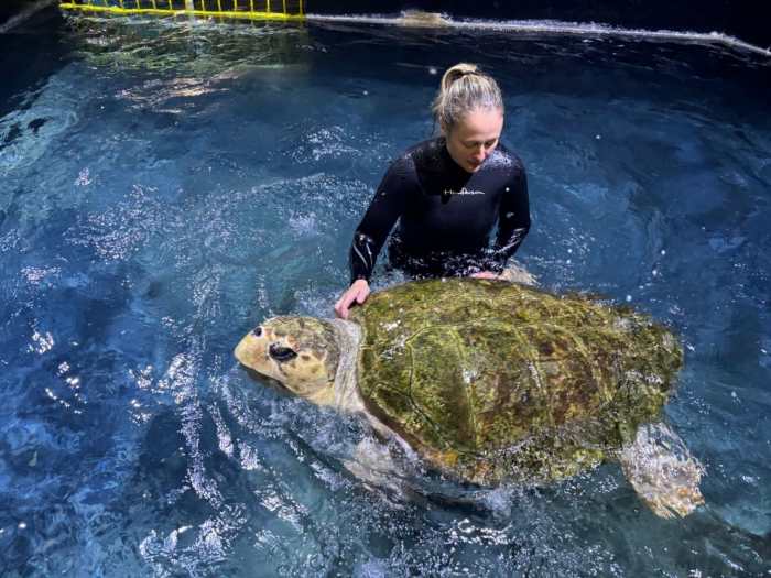 Snooki the sea turtle arrives at the Minnesota Zoo - Bring Me The News