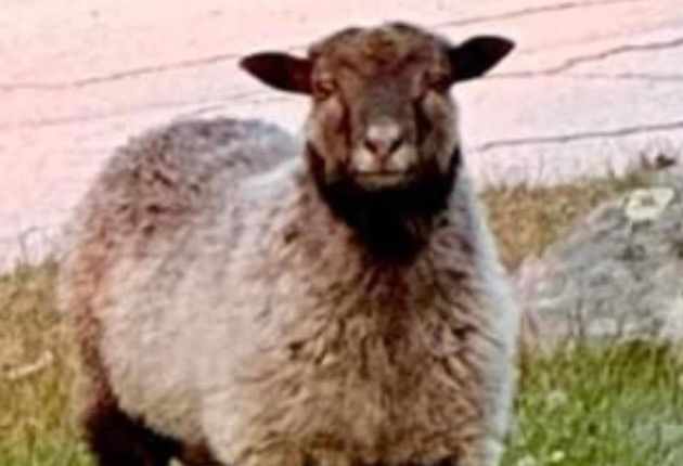 Brad, the North Shore's runaway sheep, has been captured after weeks on ...
