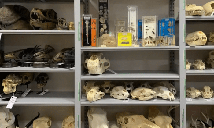 Science Museum working to choose Minnesota's official state fossil ...