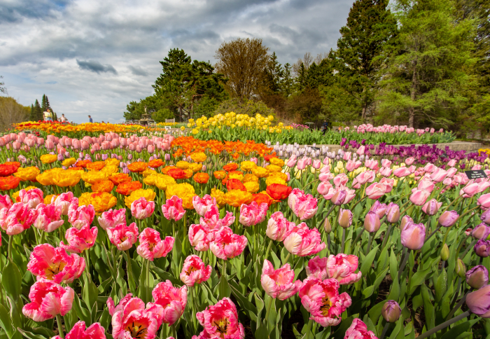 Spring at the Arboretum: When will tulips make their big show? - Bring ...