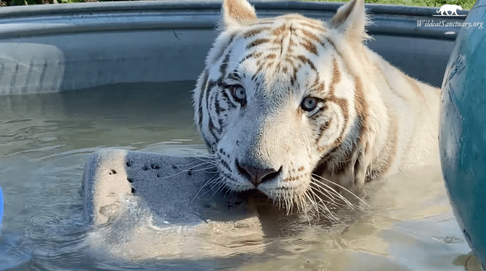 After year in witness protection, four 'Tiger King' cats arrive in MN ...