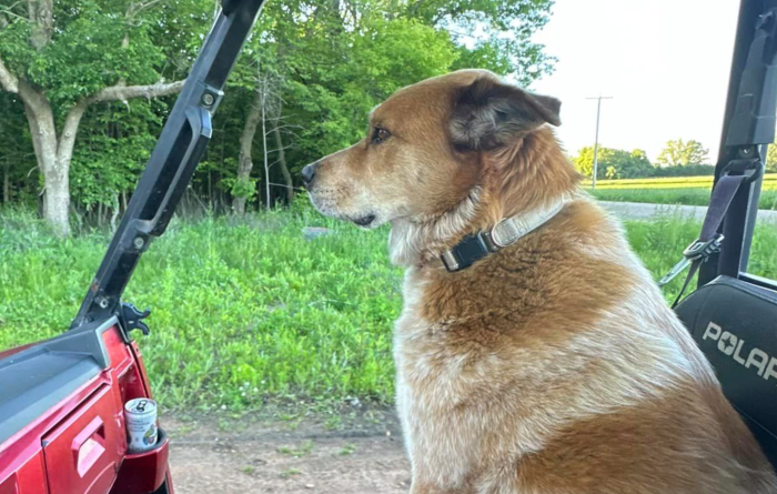 Family's beloved therapy dog shot dead in Carver County - Bring Me The News