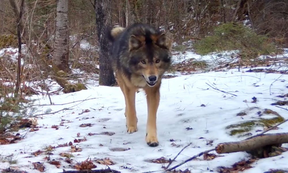 Wolf-dog hybrid in northern Minnesota? Researchers share footage of ...