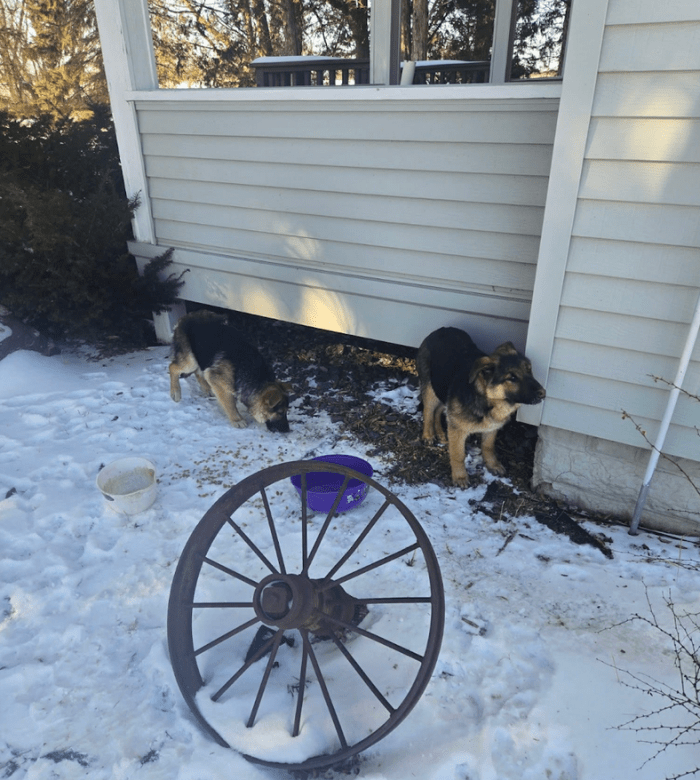 Puppies rescued after surviving extreme cold underneath porch of ...