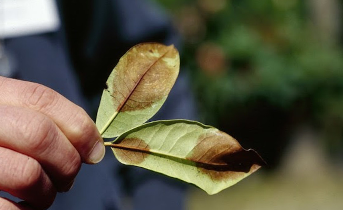 Oak-killing disease could be on its way to Minnesota, officials warn ...