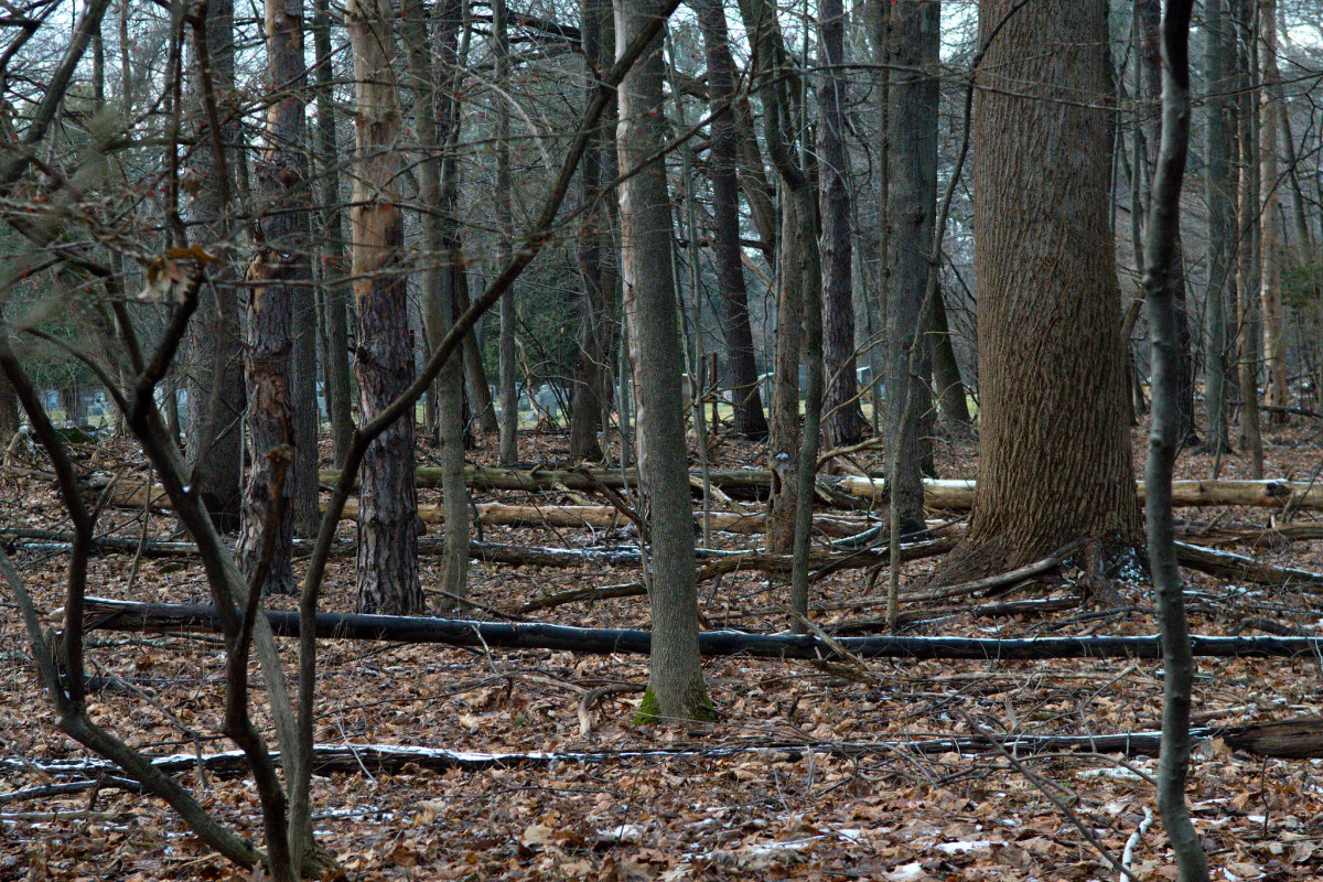 Decomposed body found in woods in northern Minnesota - Bring Me The News