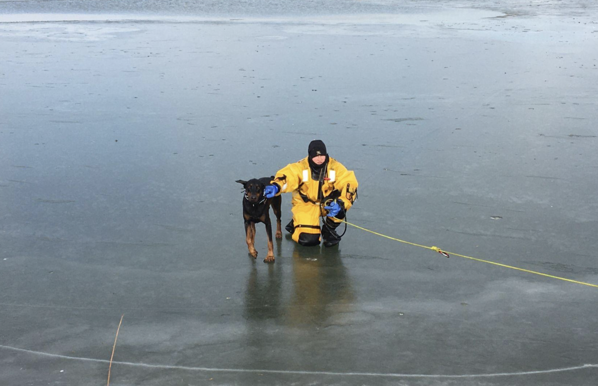 Fire department rescues dog from thin ice in Rochester - Bring Me The News