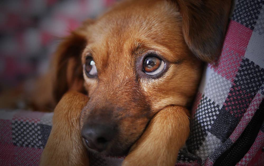 Pet Store Puppies Are Making Minnesotans Sick Bring Me The News Pet Store Puppies Are Making Minnesotans Sick Bring Me The News