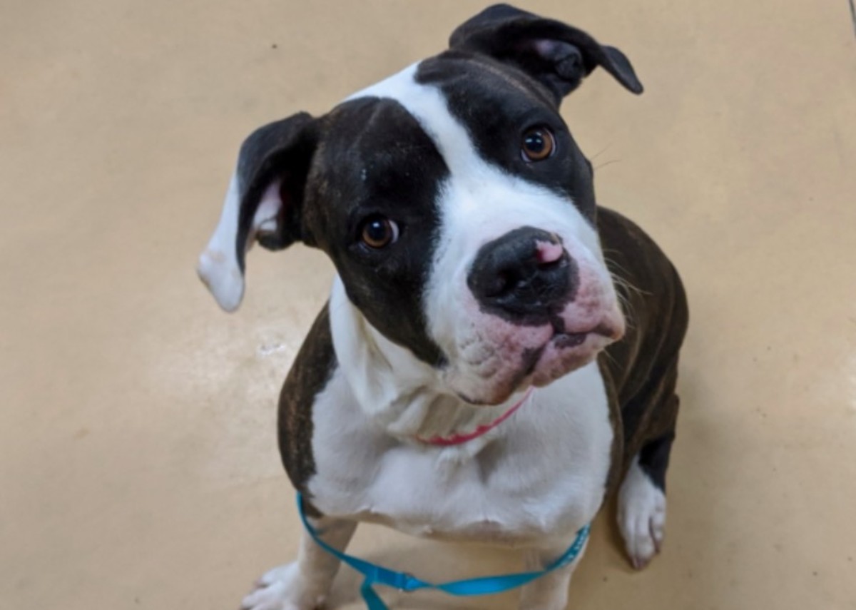 Minneapolis Animal Care and Control now open for pet adoption on ...