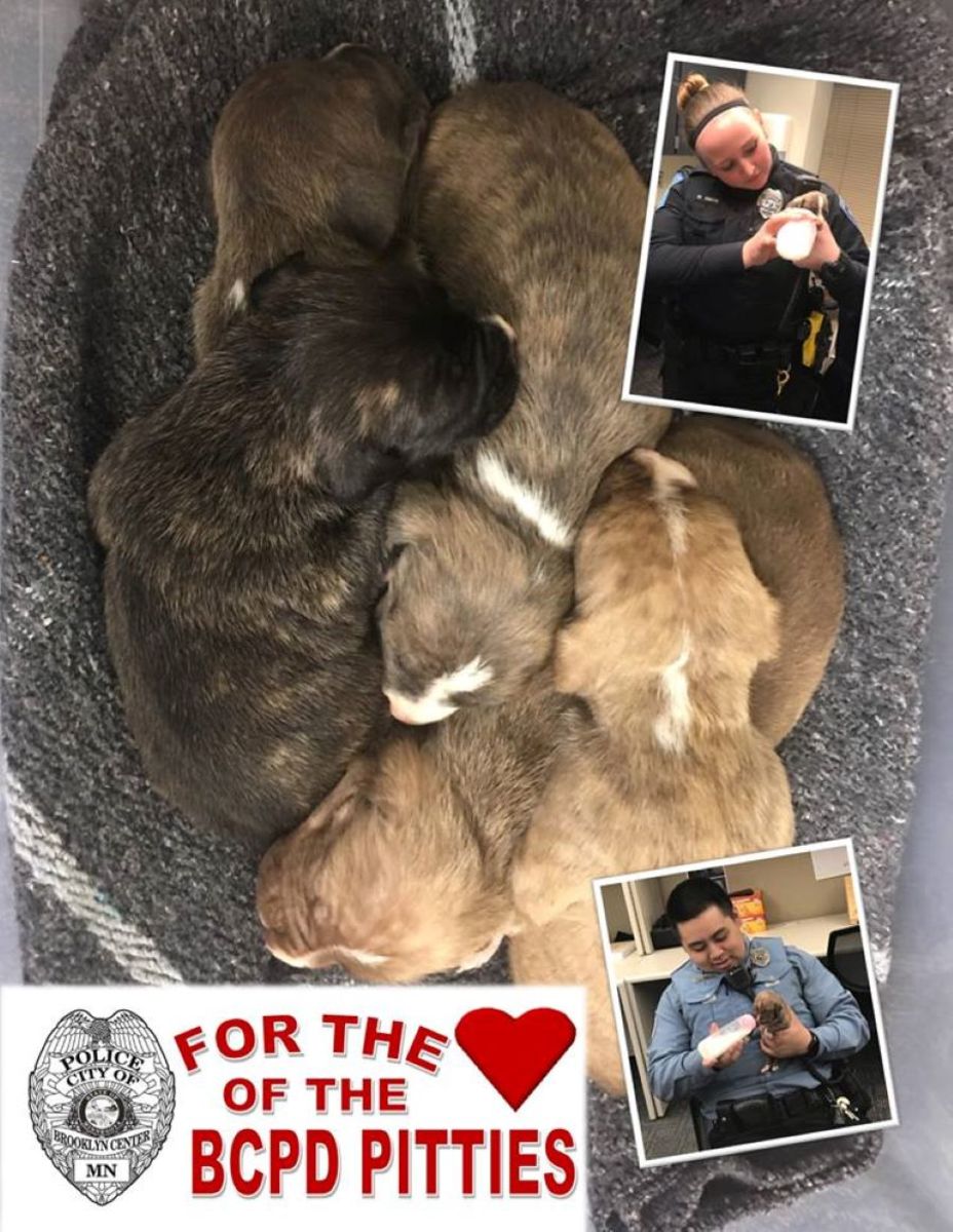 5 puppies in cooler left at Brooklyn Center police station - Bring Me ...