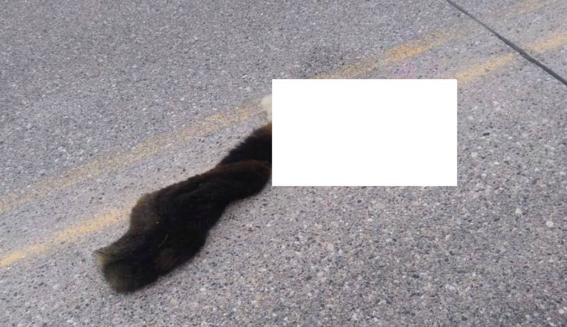 Rescue shelter finds skinned dog on NW Minnesota road - Bring Me The News