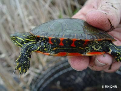 Tales from this week's DNR conservation officer reports - Bring Me The News