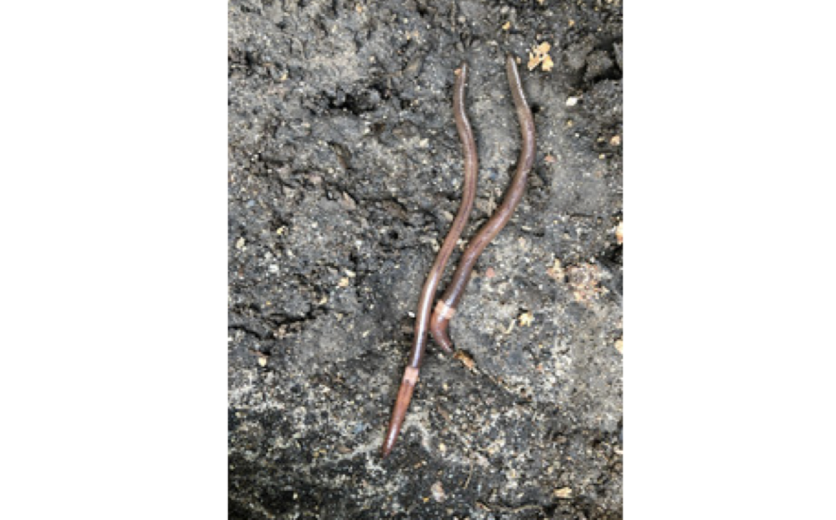 Minnesota DNR: Be on the lookout for invasive jumping worms - Bring Me ...