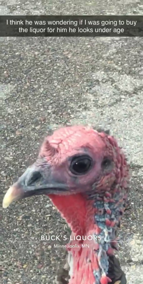 Penny the turkey approaches car - Bring Me The News