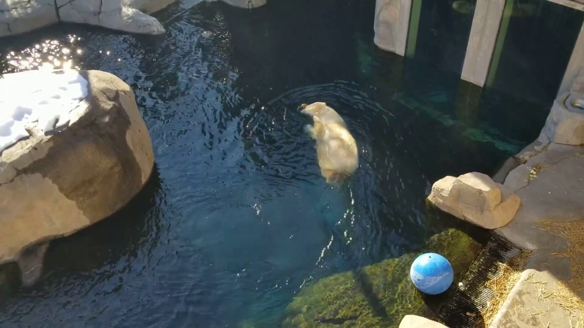 Como Zoo's new polar bear Nan plays in the water - Bring Me The News