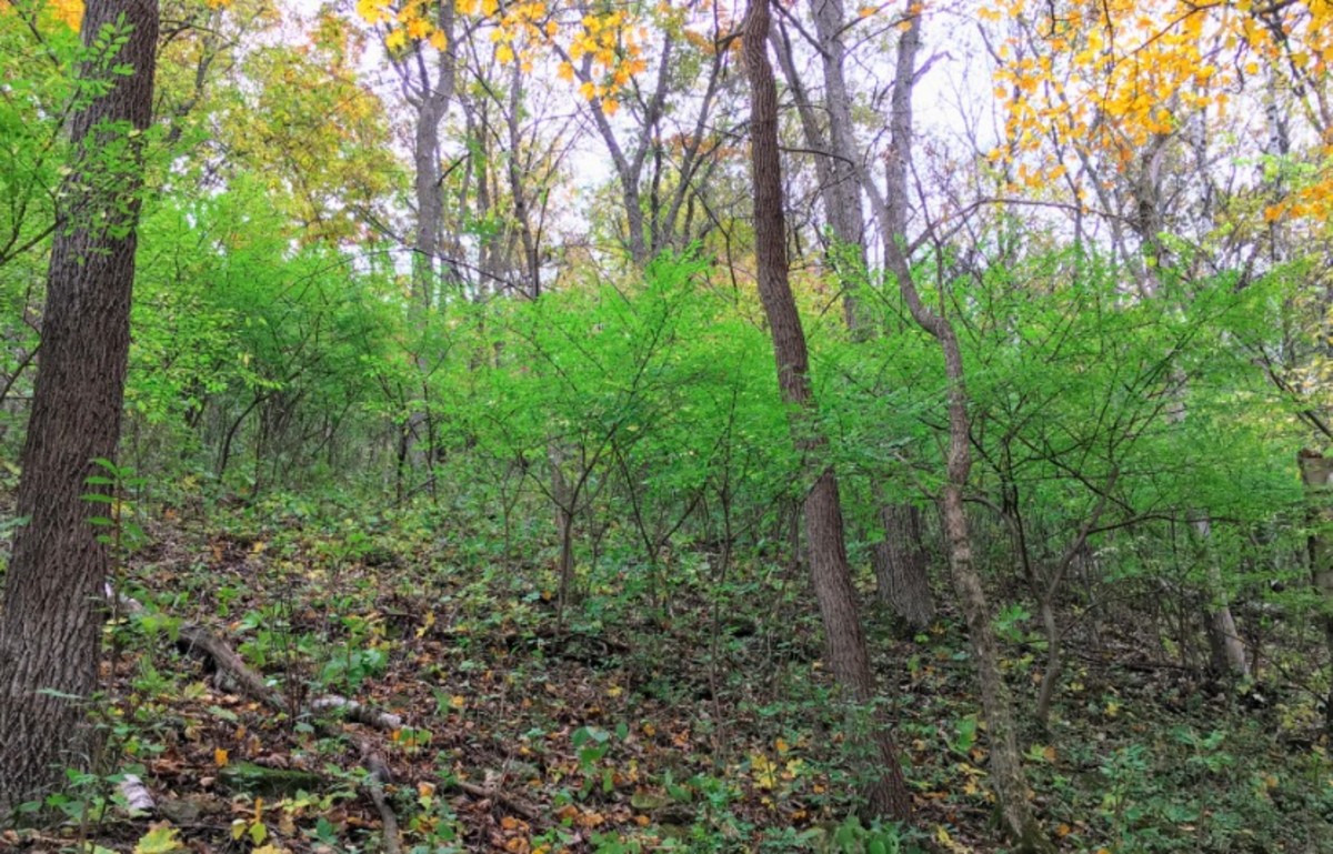 Six new plants, trees added to Minnesota's 'noxious weed' list - Bring ...