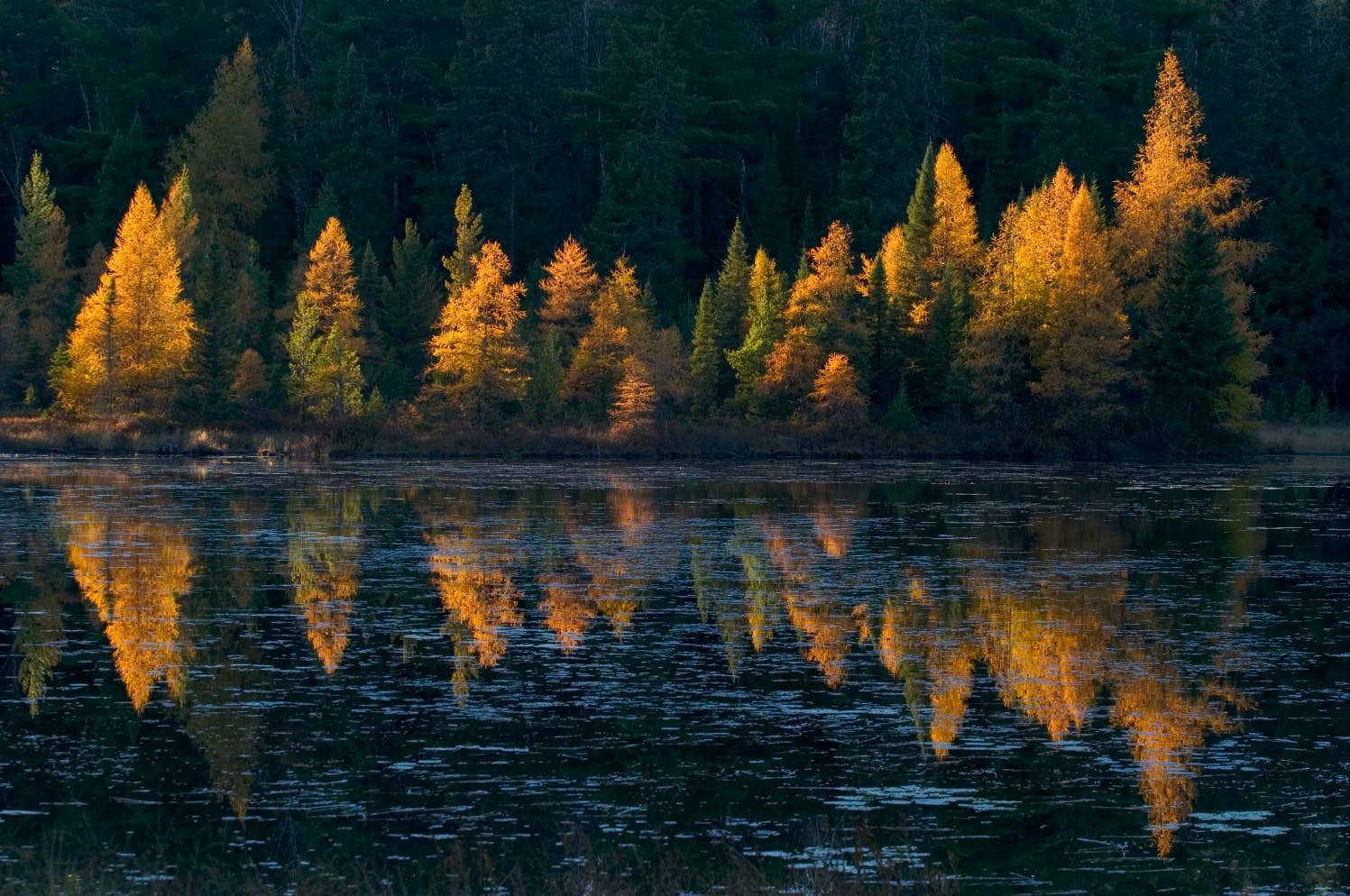 PotlatchDeltic sells 72,000 acres in northern Minnesota to the ...