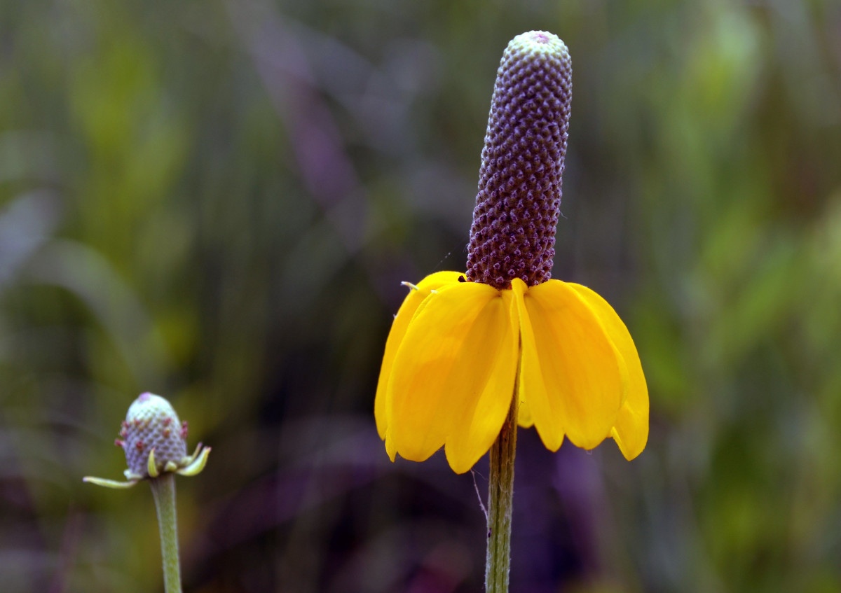 From lawn to Minnesota native prairie, part 3: Planting tips and ...