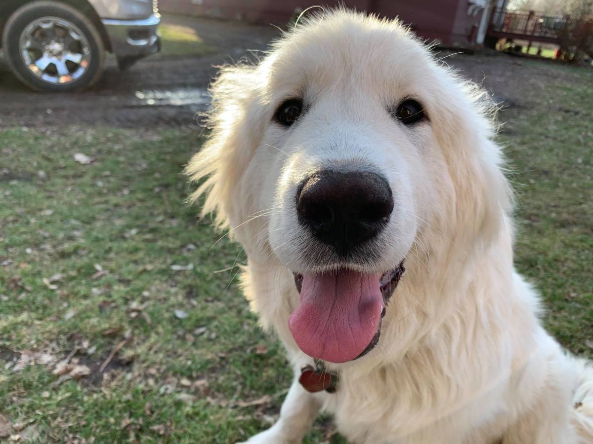 Family's dog 'senselessly' killed by arrow in Carver County - Bring Me ...