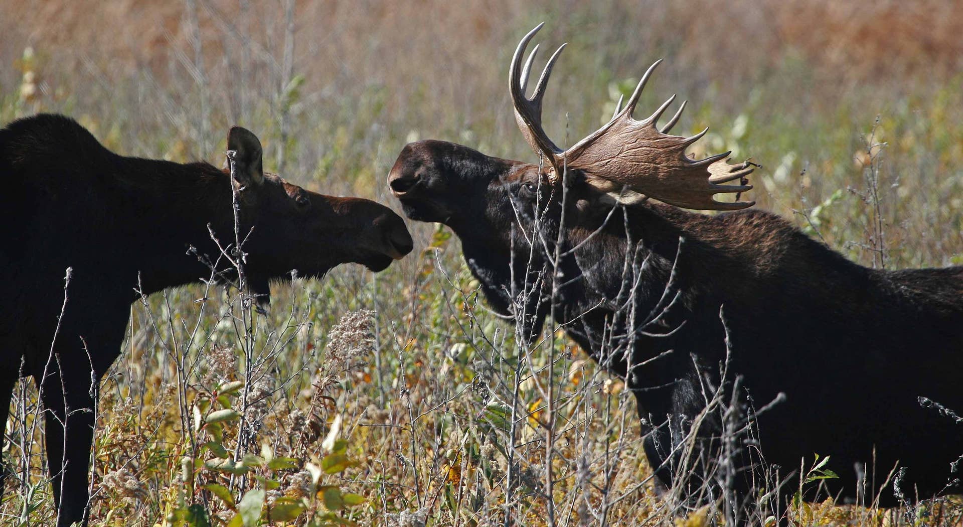 MN homeowner spots hunters dragging dead moose on driveway — turns out ...