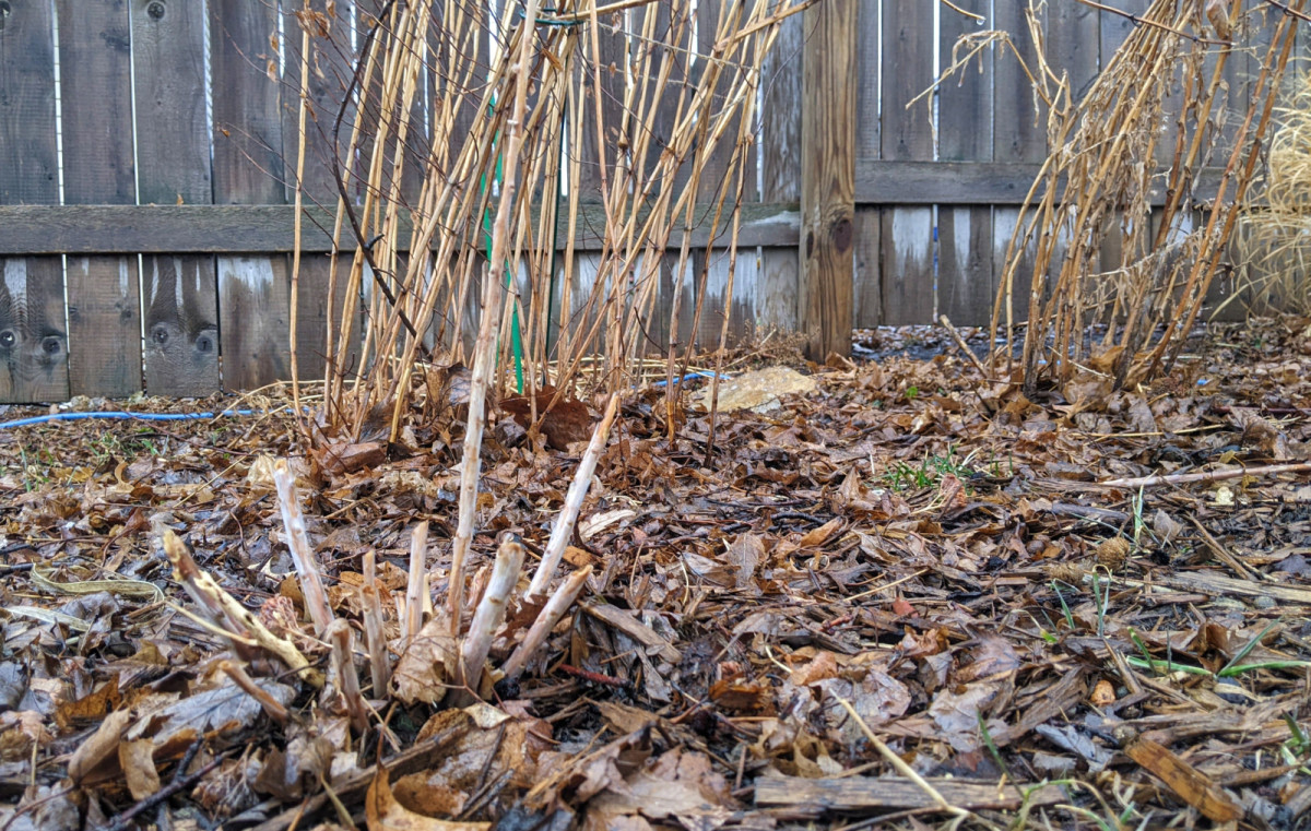 Don't clean up yard waste quite yet, Minneapolis tells residents ...
