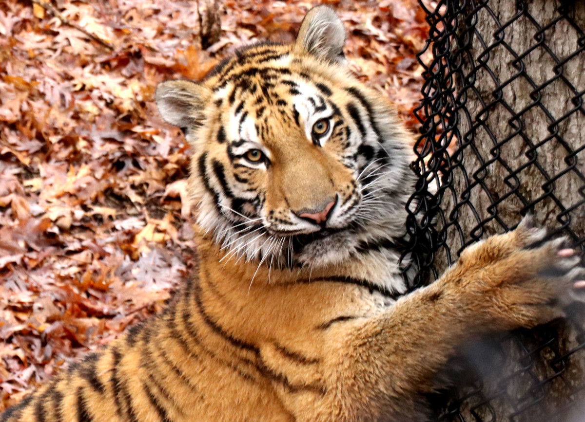 Meet Luka, the Minnesota Zoo's new Amur tiger - Bring Me The News