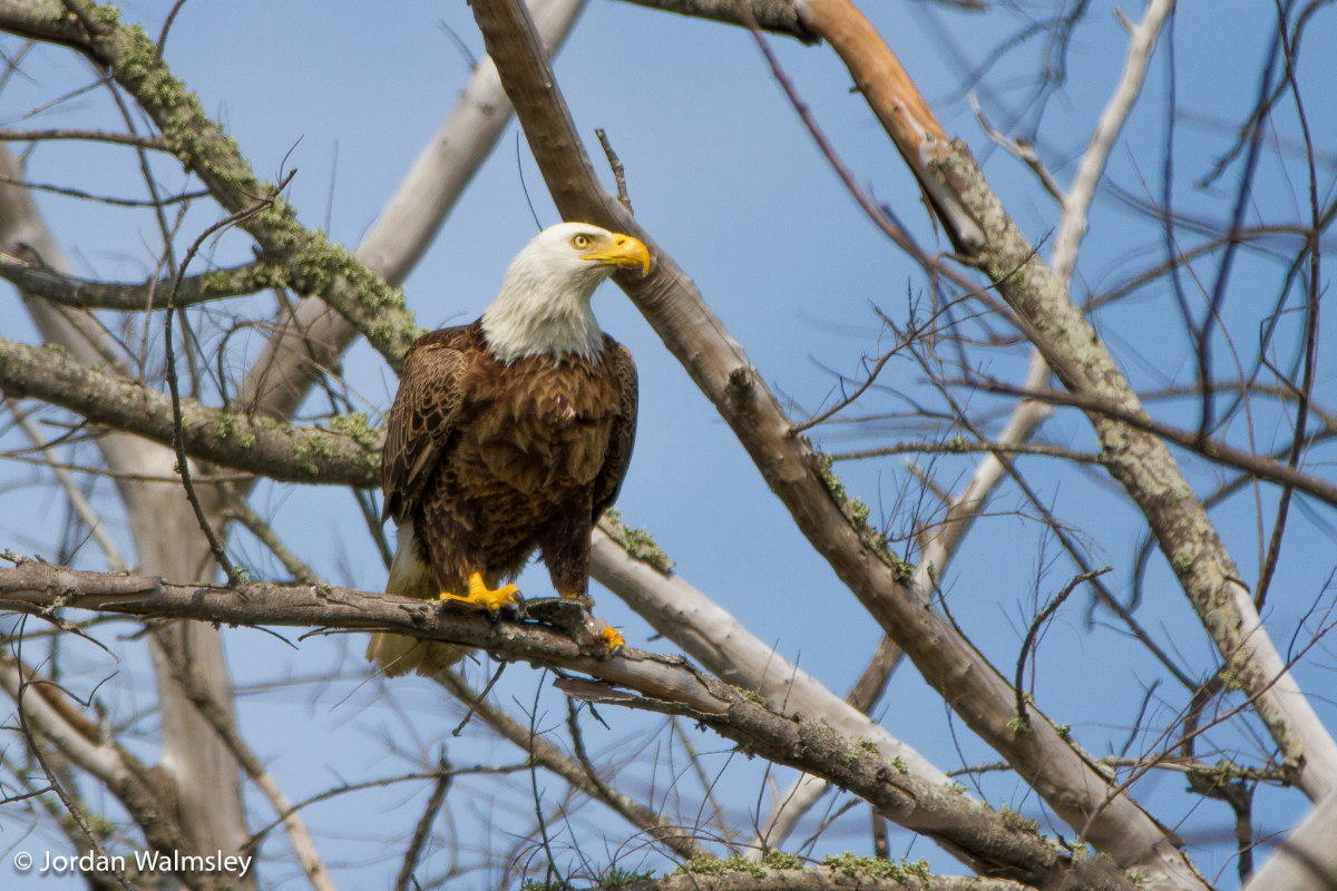 USFWS confirms 2 bald eagles were shot dead, offers reward for info ...
