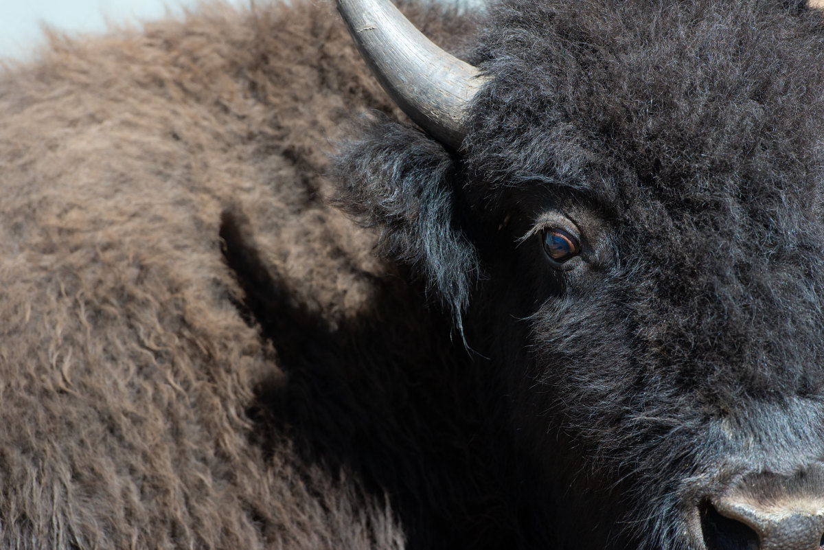 There's a bison on the loose in northwestern Minnesota - Bring Me The News