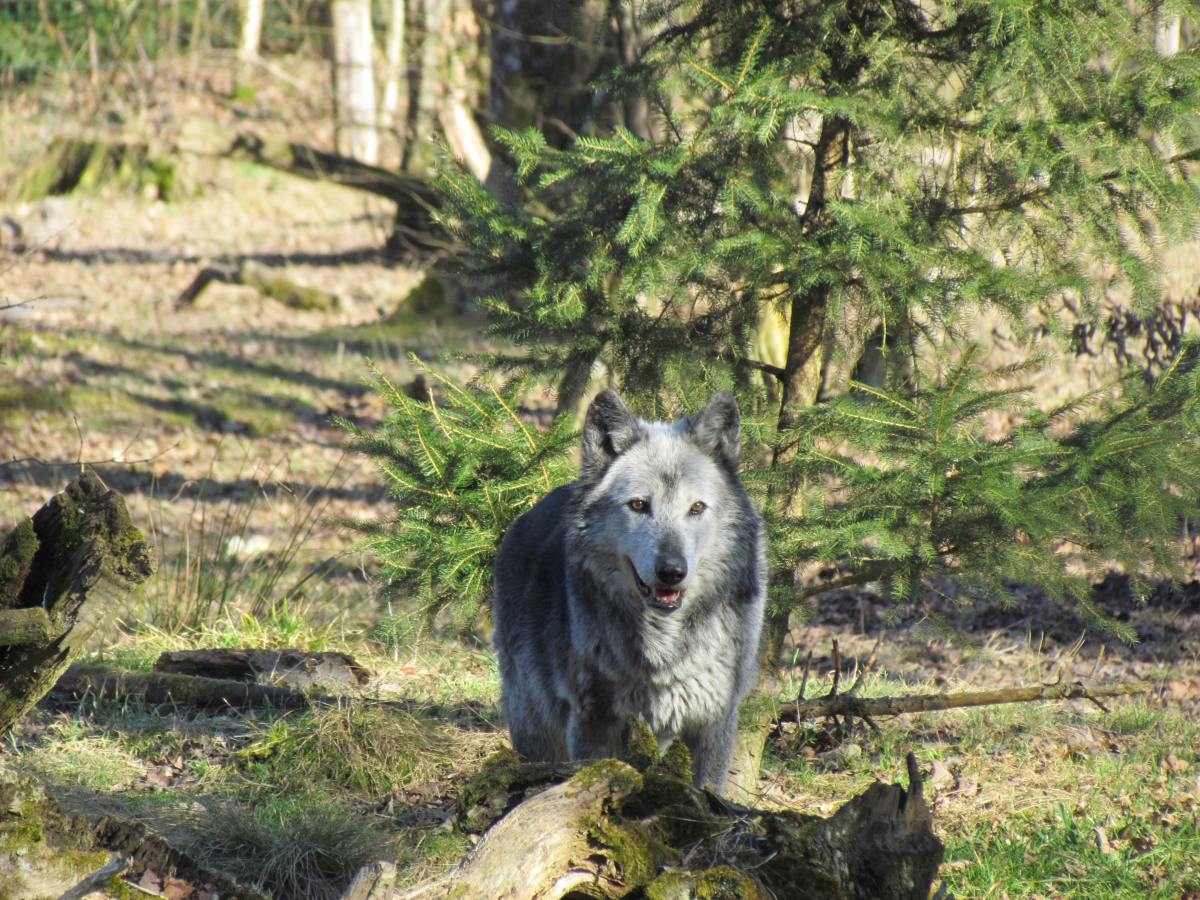 'Please don't shoot our wolves': Science center finds 1 escaped wolf ...