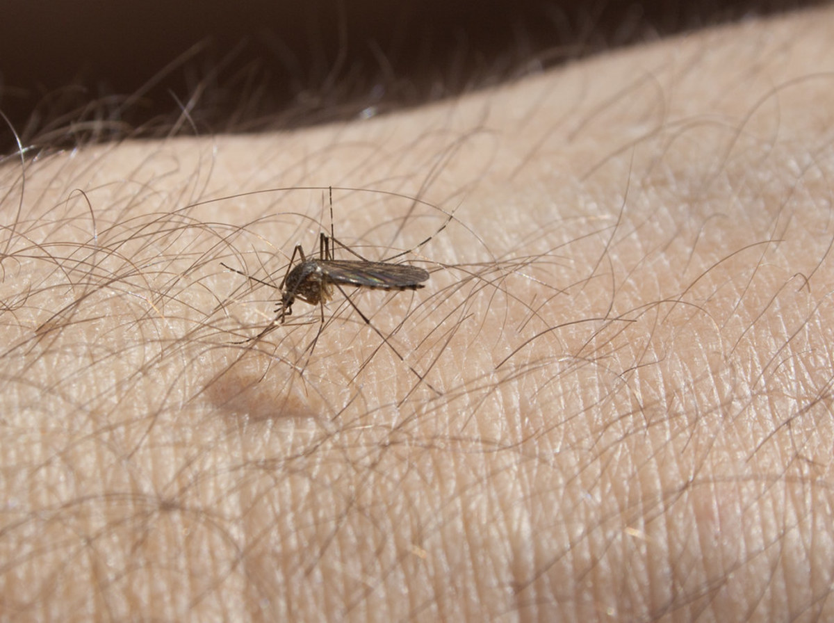 Mosquito levels are relatively low - but numbers for those that spread ...