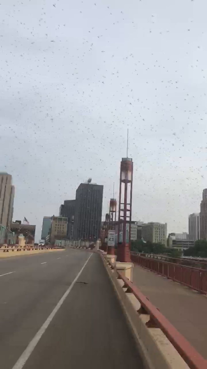 Mayflies on Wabasha Bridge in St. Paul - Bring Me The News