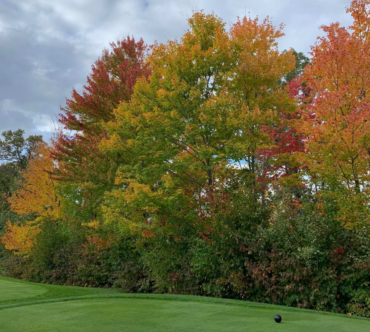 With leaves already changing, DNR launches Fall Color Finder early ...