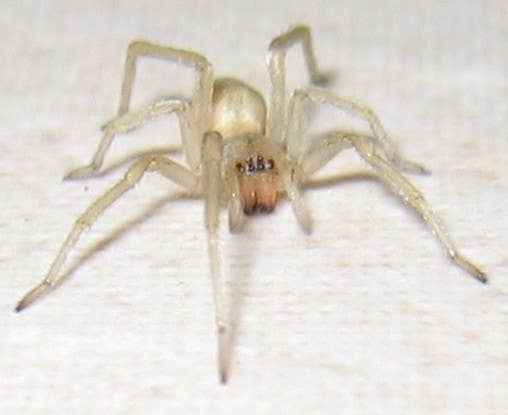 Wisconsin school reopens after spiders bit teacher, student - Bring Me ...