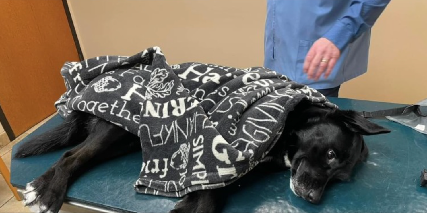 Authorities searching for answers after dog found shot near Garfield ...