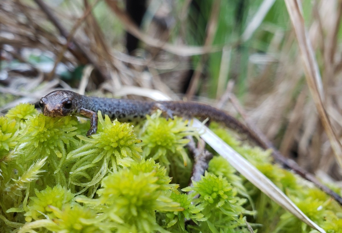 DNR gathering new data on four-toed salamanders in Minnesota - Bring Me ...